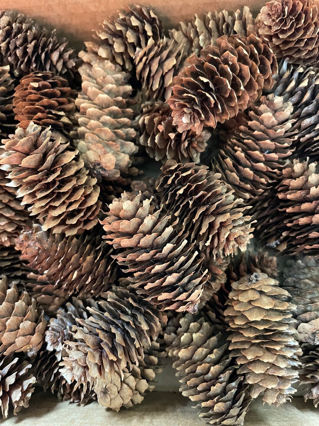 50+ Small Spruce Cones for Crafting and Decorating. 50+ Little Cones ...