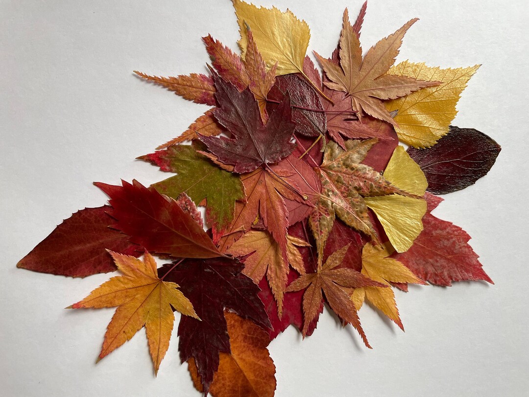 30+ SMALL Pressed, Dried Autumn Leaves, 30 + Leaves Perfect for Wedding ...