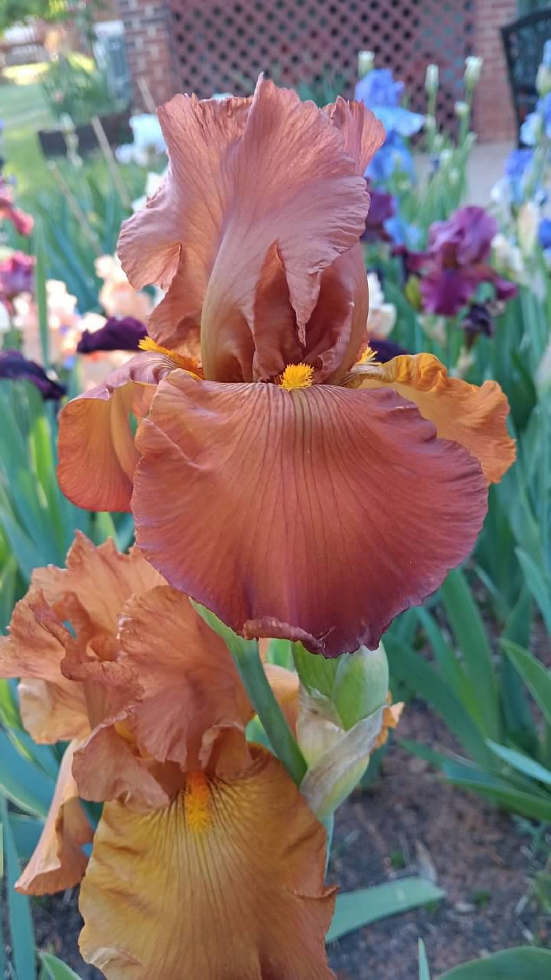 Tall Bearded Iris Cable Car - Etsy