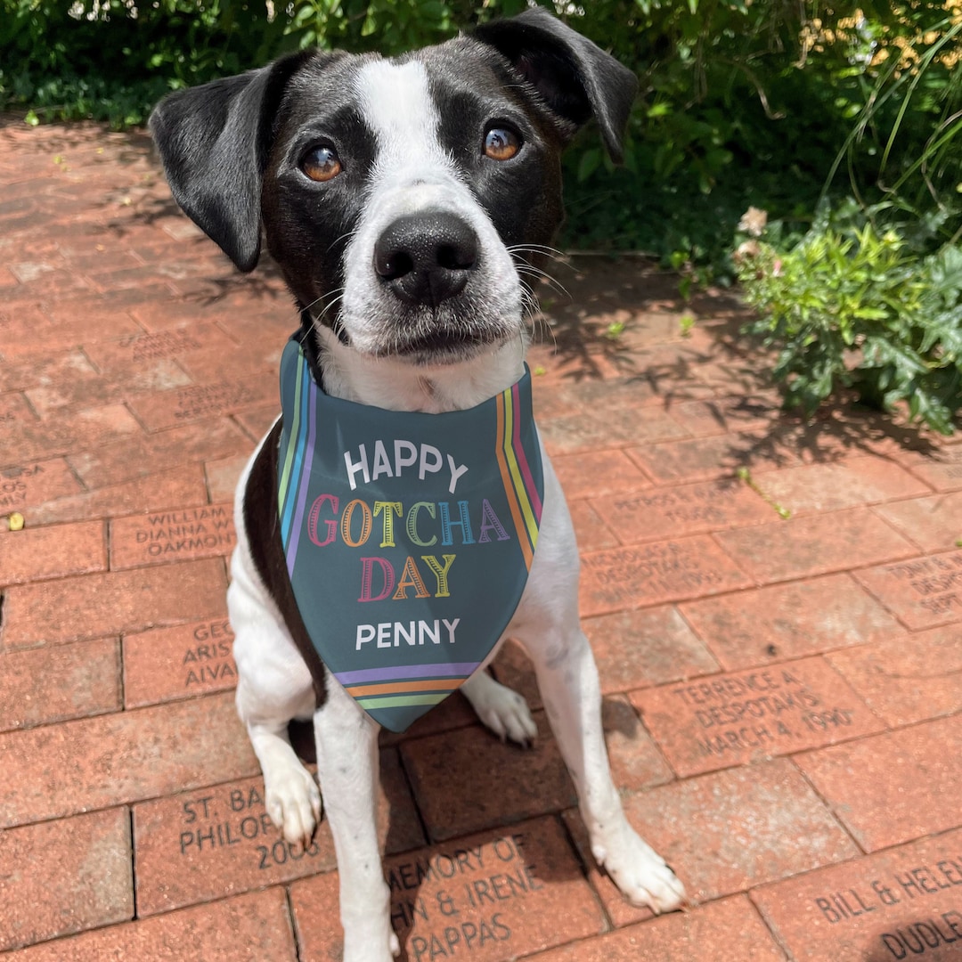 Dog Gotcha Bandana Personalized It's My Gotcha Dog - Etsy