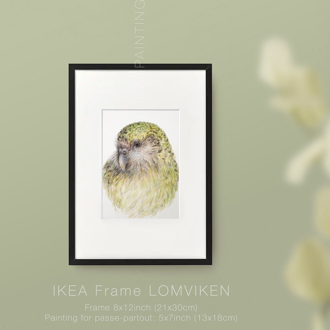 Kakapo Colored Pencil Original Art, New Zealand Kakapo Drawing, Bird ...