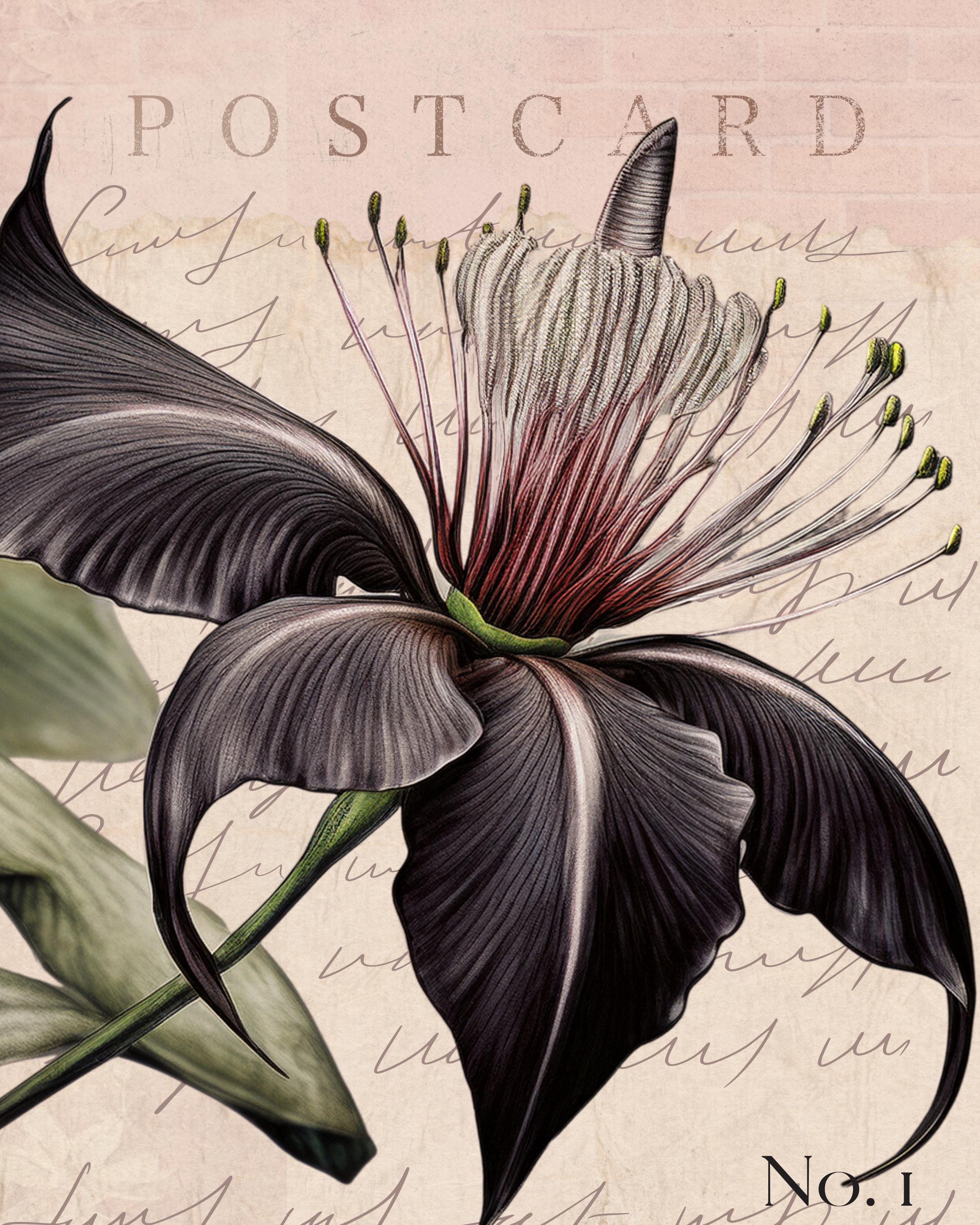 Vintage Botanical Art |antique Floral Illustration Reproduction Cards ...