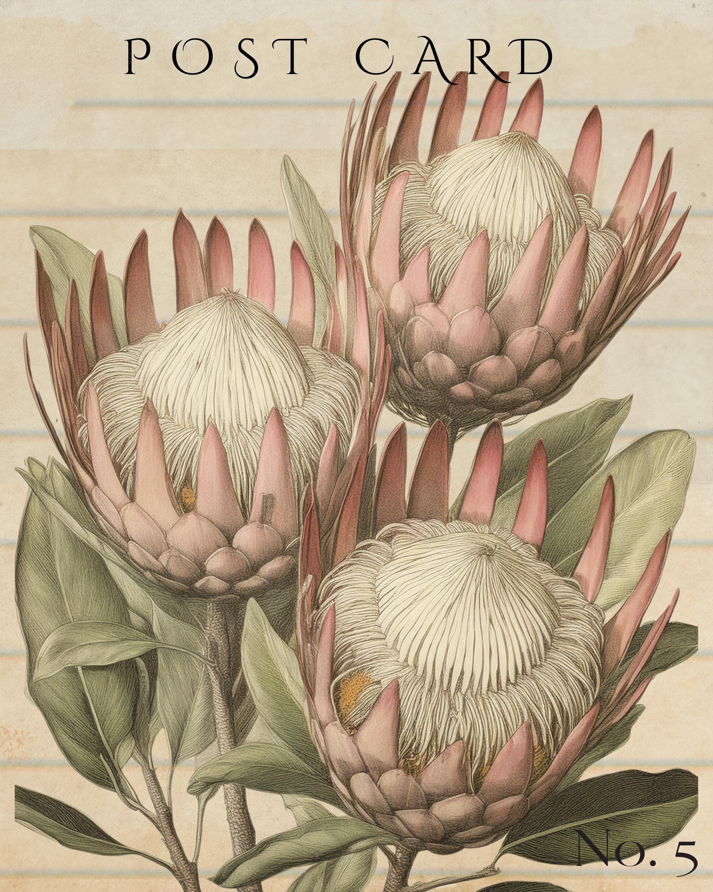 Vintage Botanical Art |antique Floral Illustration Reproduction Cards ...