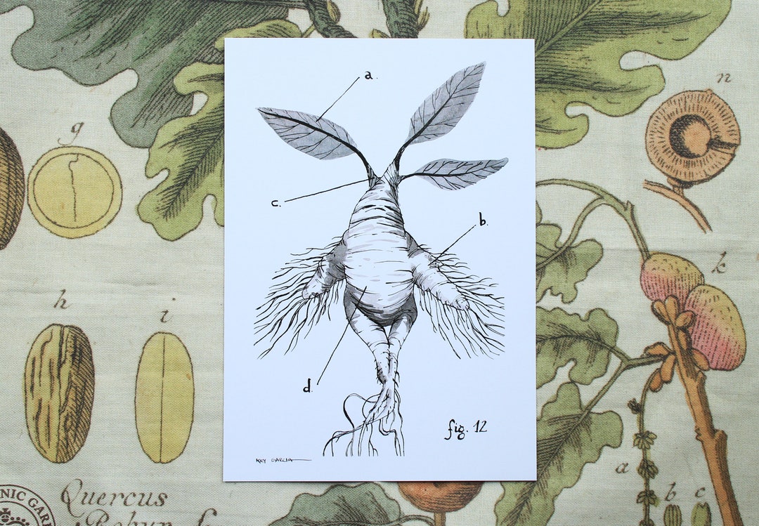 Art Print - Mandrake - Etsy