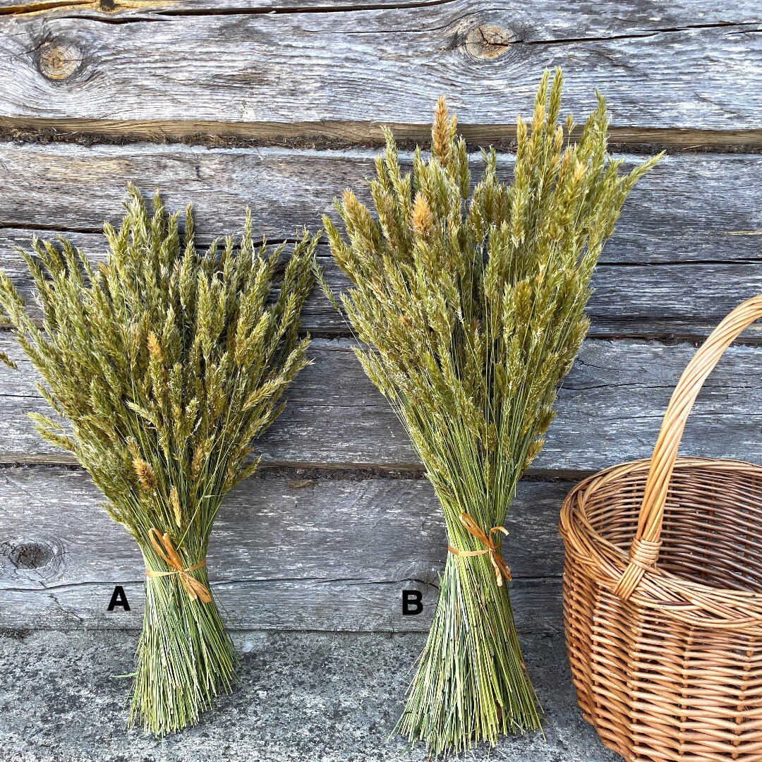 Sweet Vernal Grass, Vanilla Grass, Anthoxanthum Odoratum, Dried Meadow ...