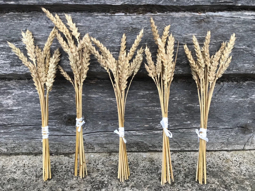 Dried Wheat Bundle Wheat Bunch Dried Wheat Bouquet Home Decor Floral ...