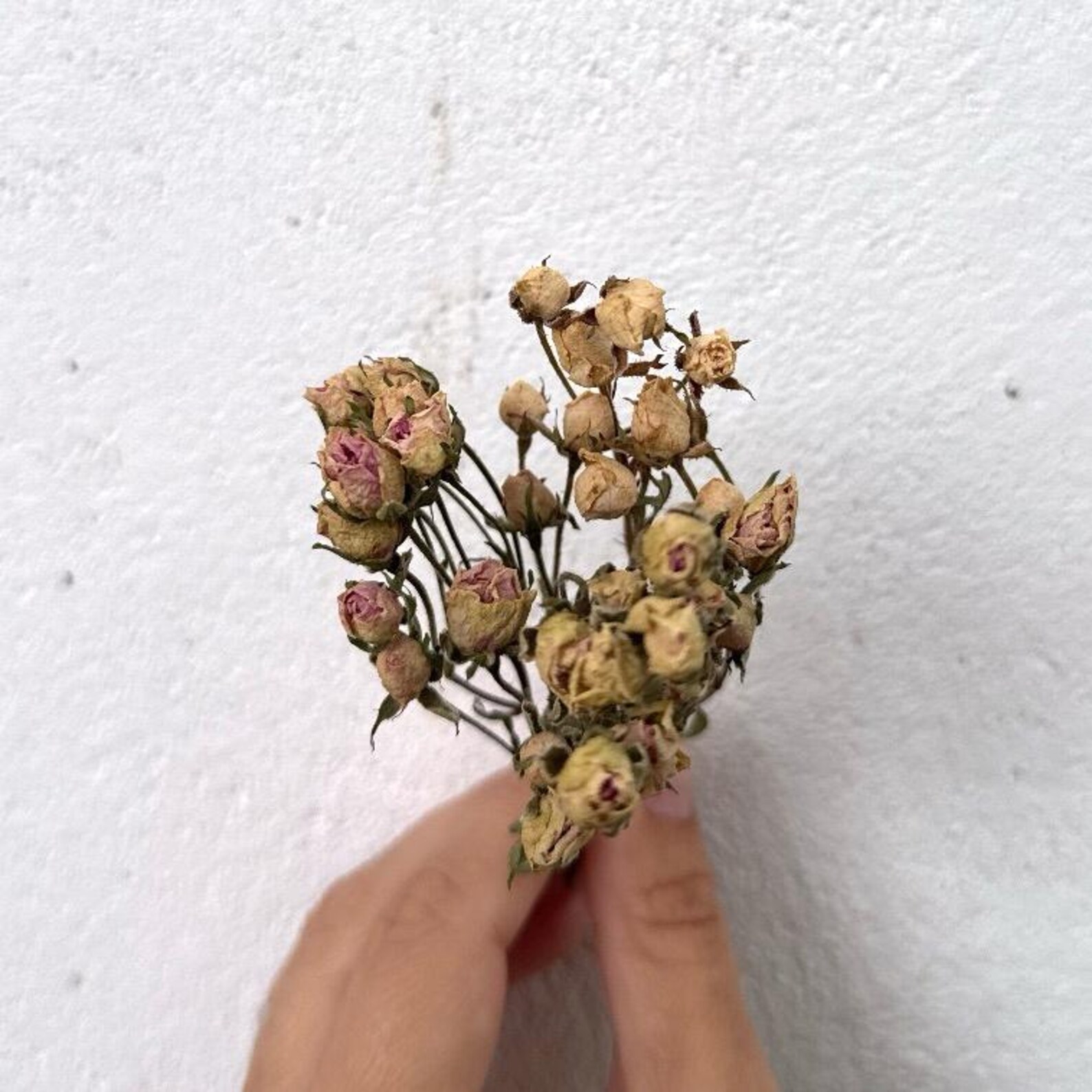 Bunch of Mini Dried Roses, Naturally Dried Roses, Crafts Supply ...