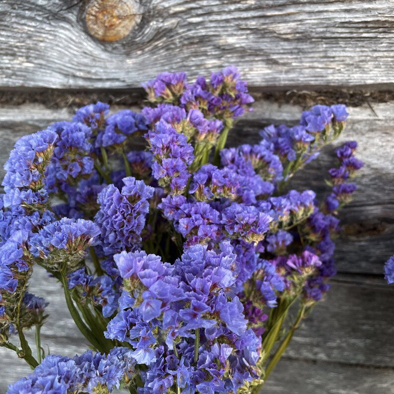 Dried Limonium Statice Bouquet Blue Shades Dried Flowers - Etsy