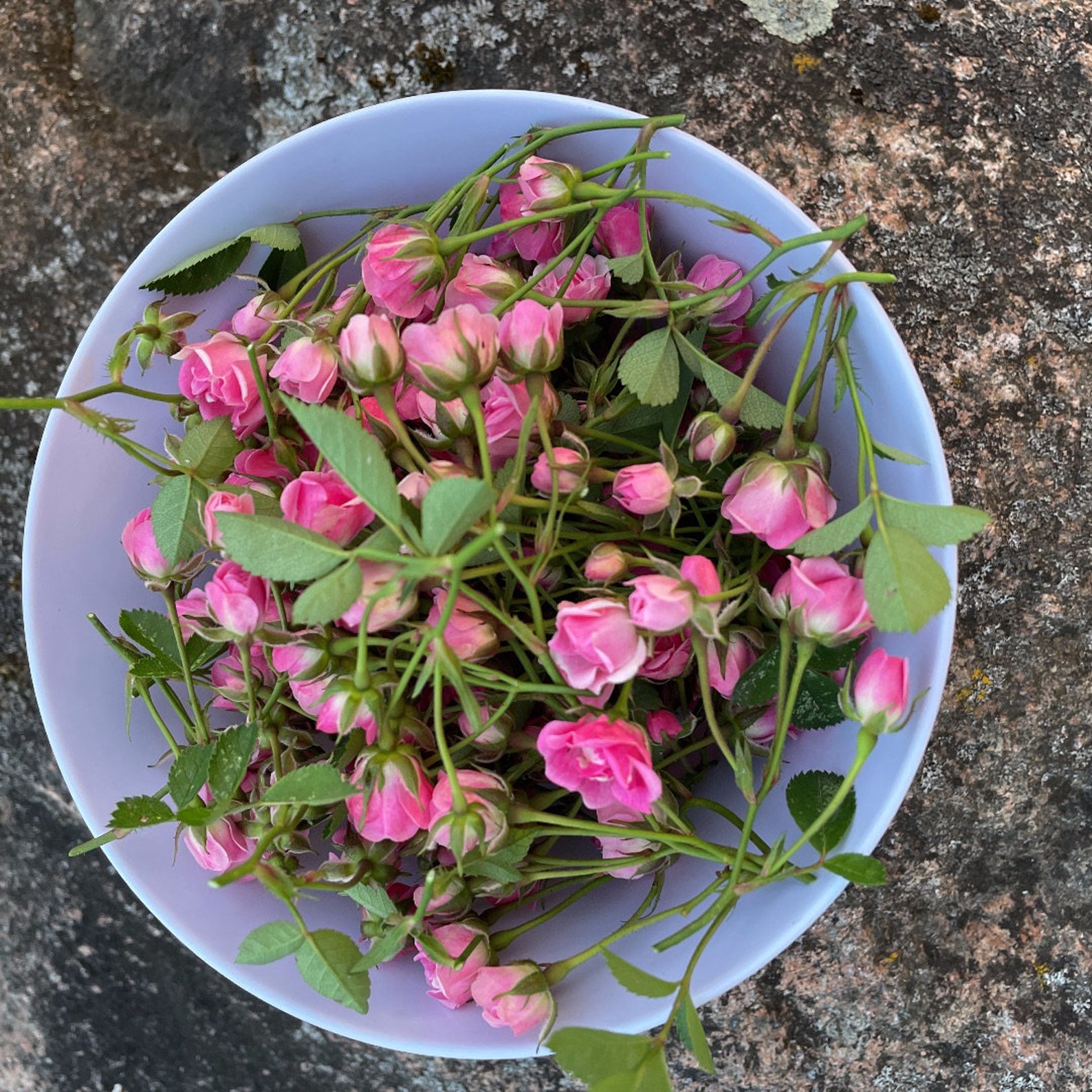 Bunch of Mini Dried Roses, Naturally Dried Roses, Crafts Supply ...