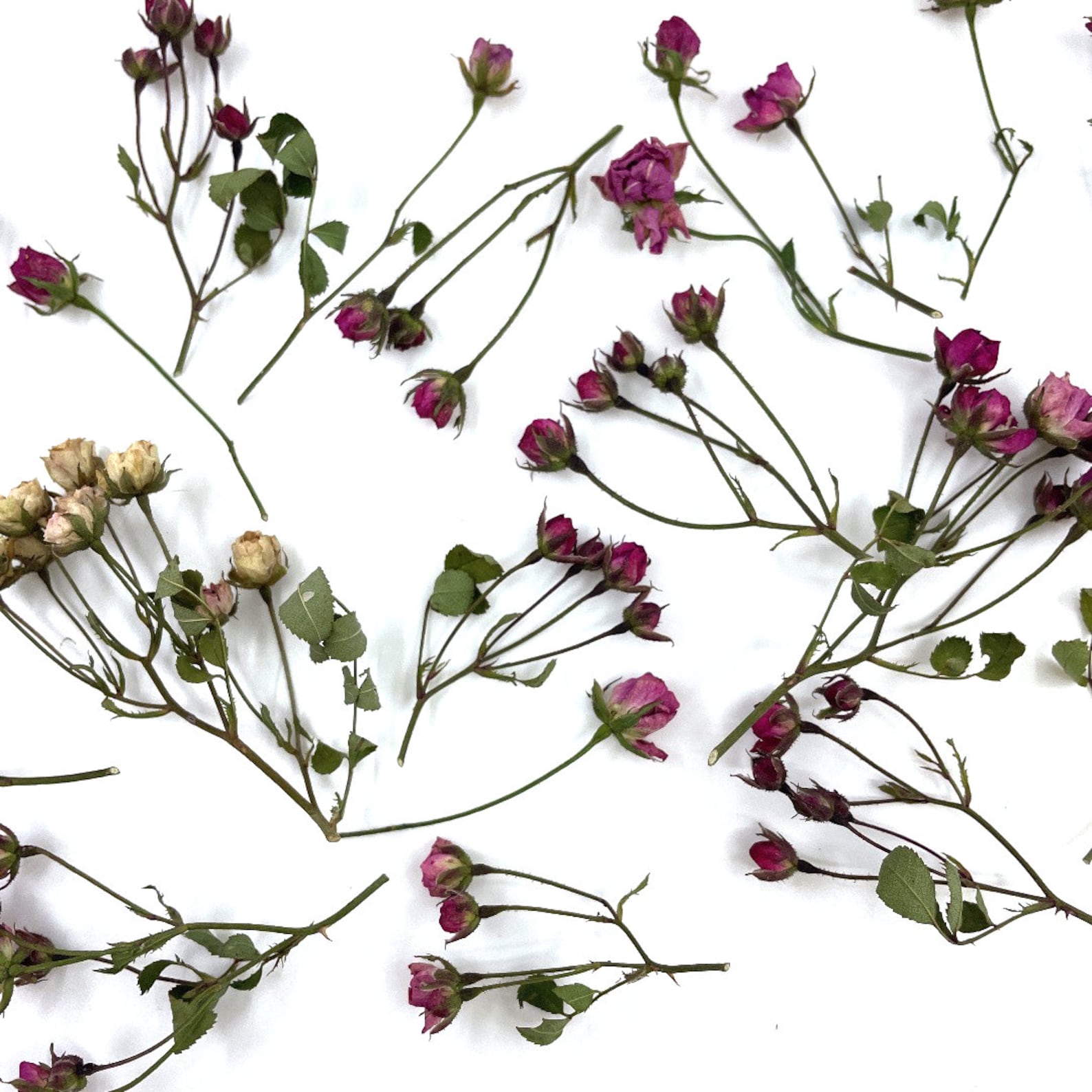 Bunch of Mini Dried Roses, Naturally Dried Roses, Crafts Supply ...