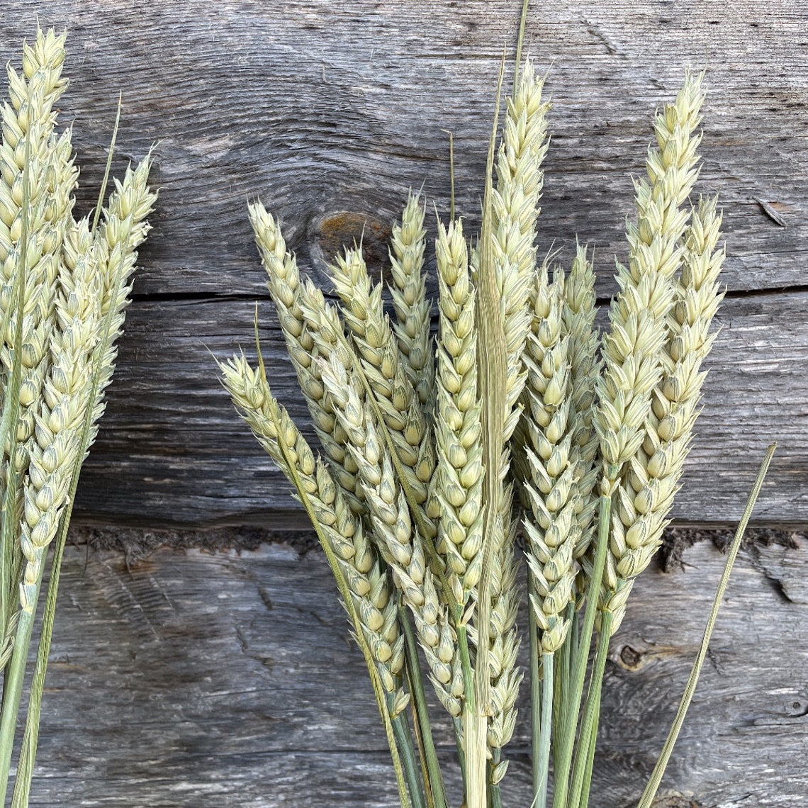 Dried Wheat Bundle Wheat Bunch Dried Wheat Bouquet Home Decor | Etsy
