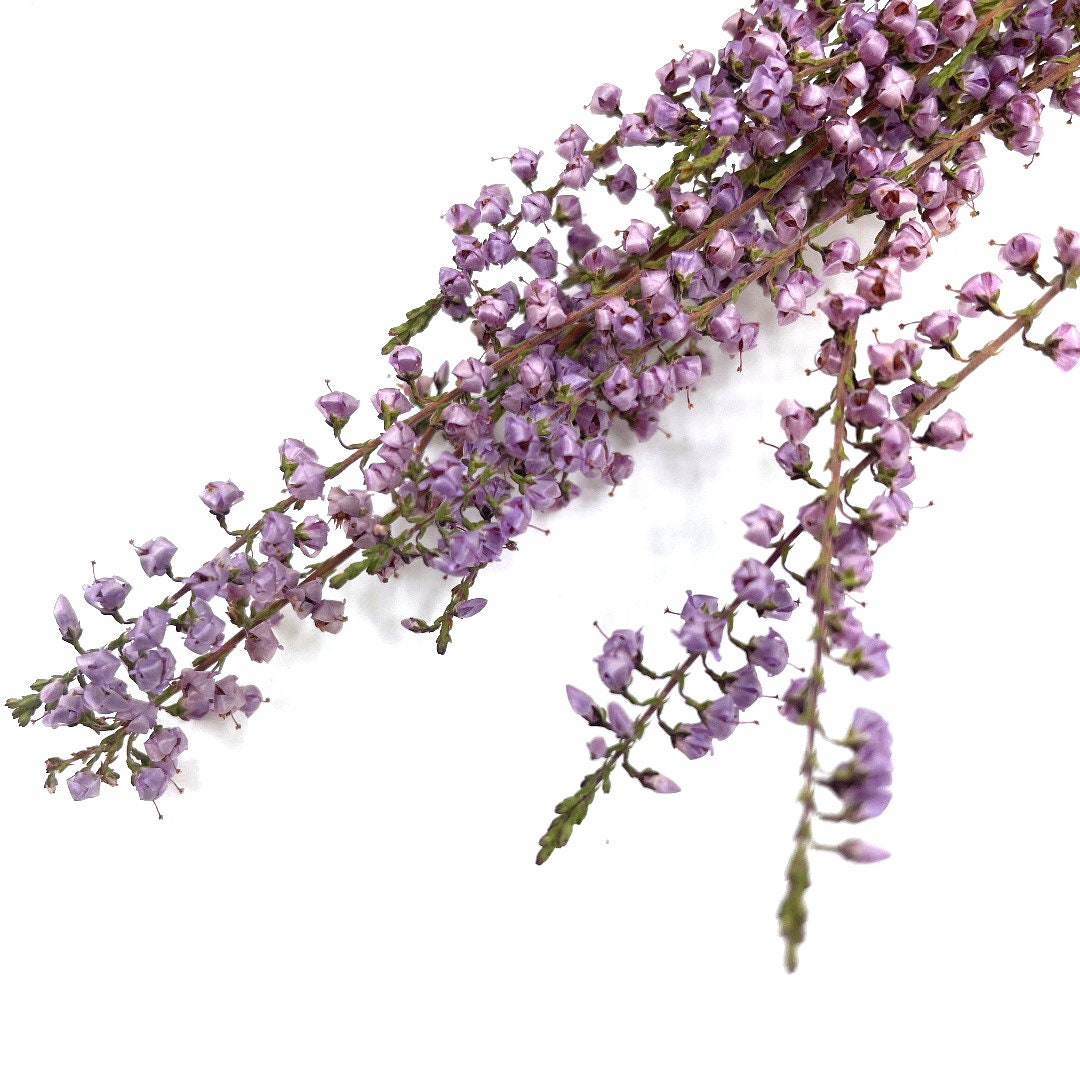 Dried Heather Flowers Dried Forest Flowers Miniatiurist - Etsy