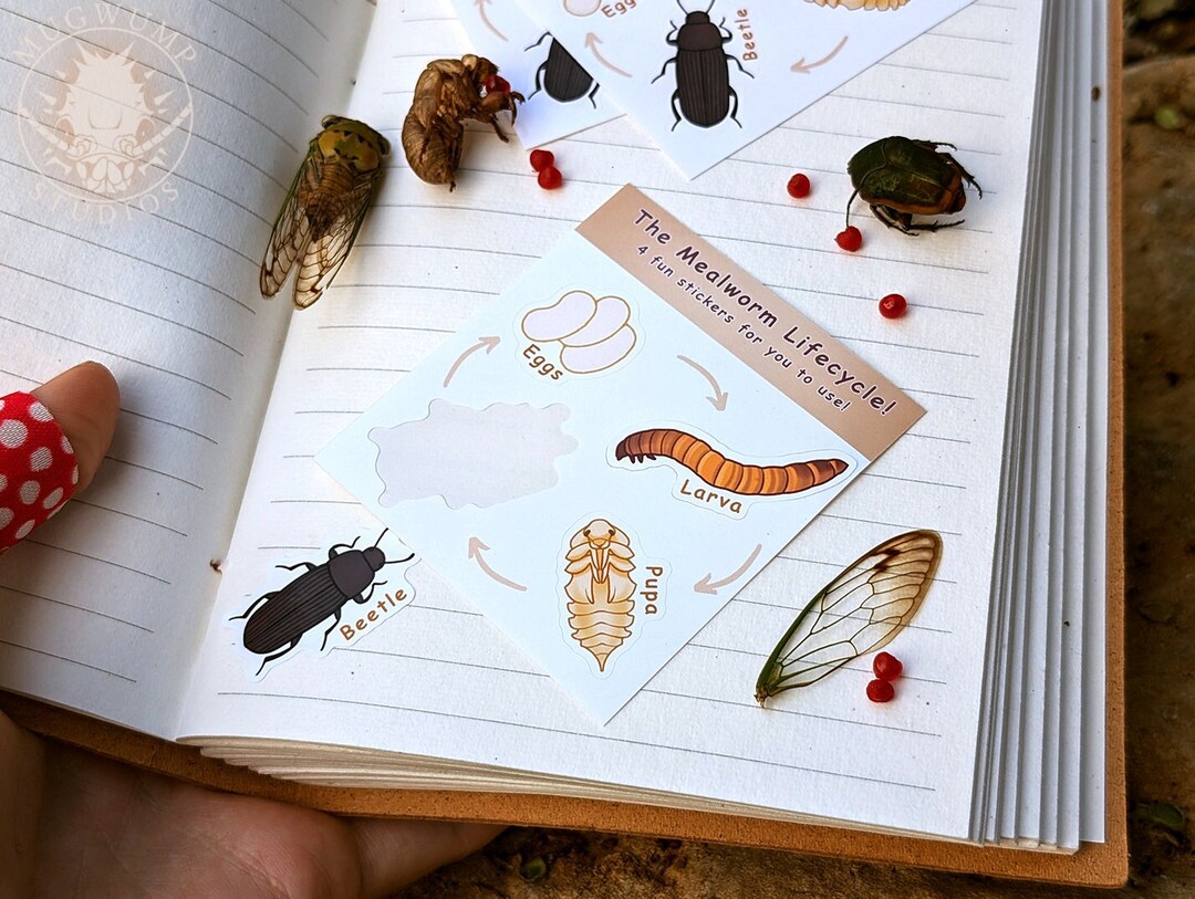 Mealworm Life Cycle Sticker Pack - Etsy