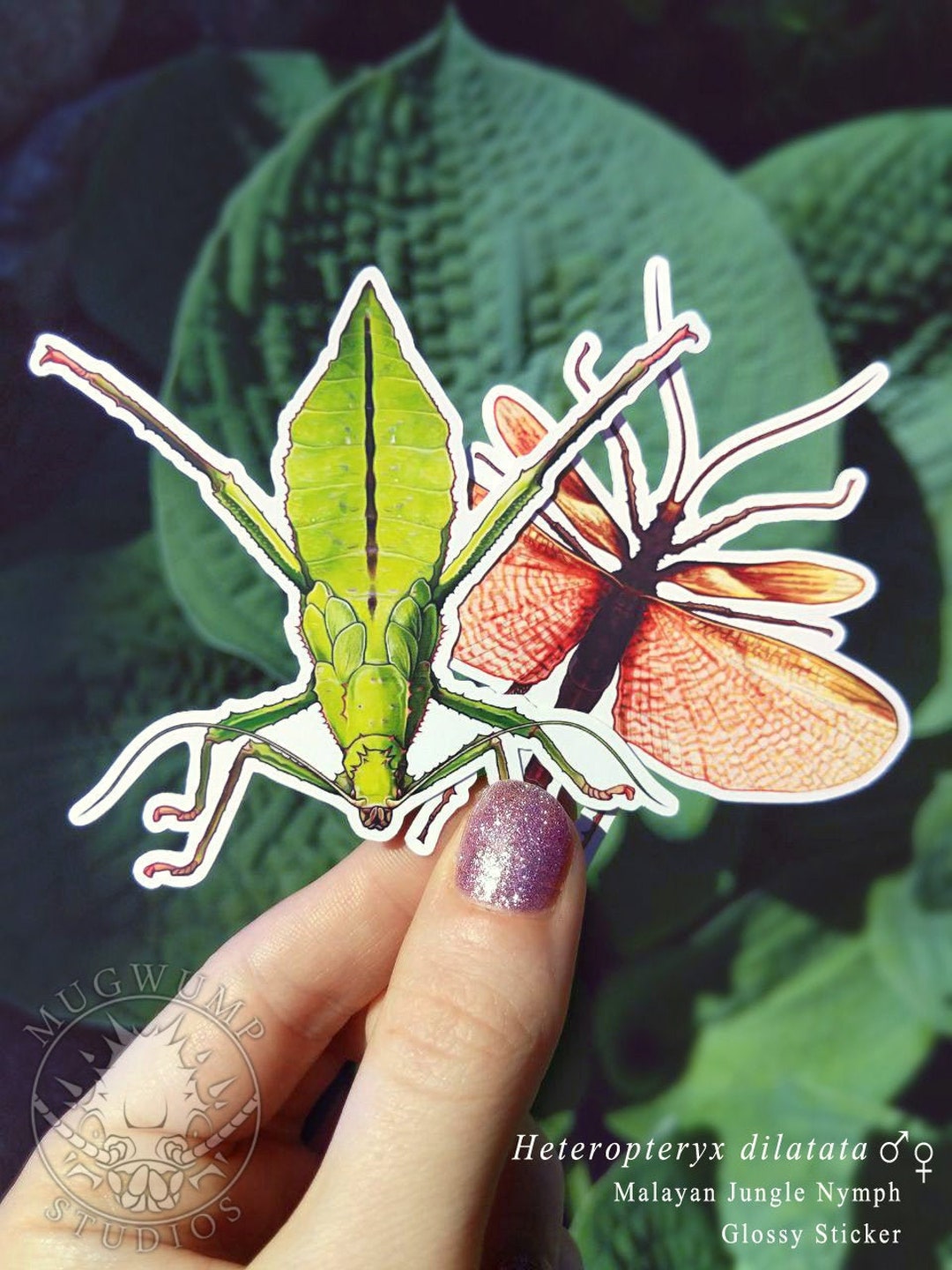 Leaf Bug Sticker, Malayan Jungle Nymph, Heteropteryx Dilatata, Insect ...
