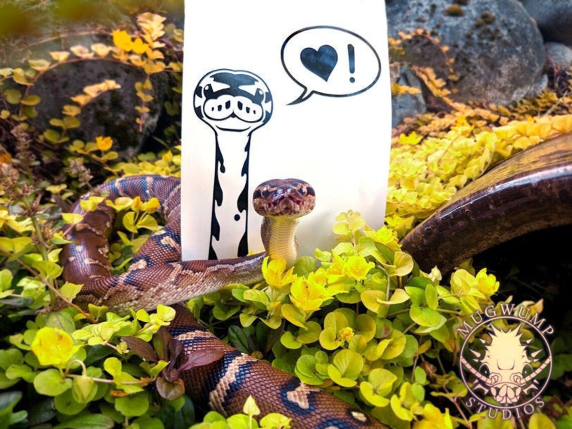 Peeking Ball Python Decal Periscoping Snake Serpent Boa - Etsy
