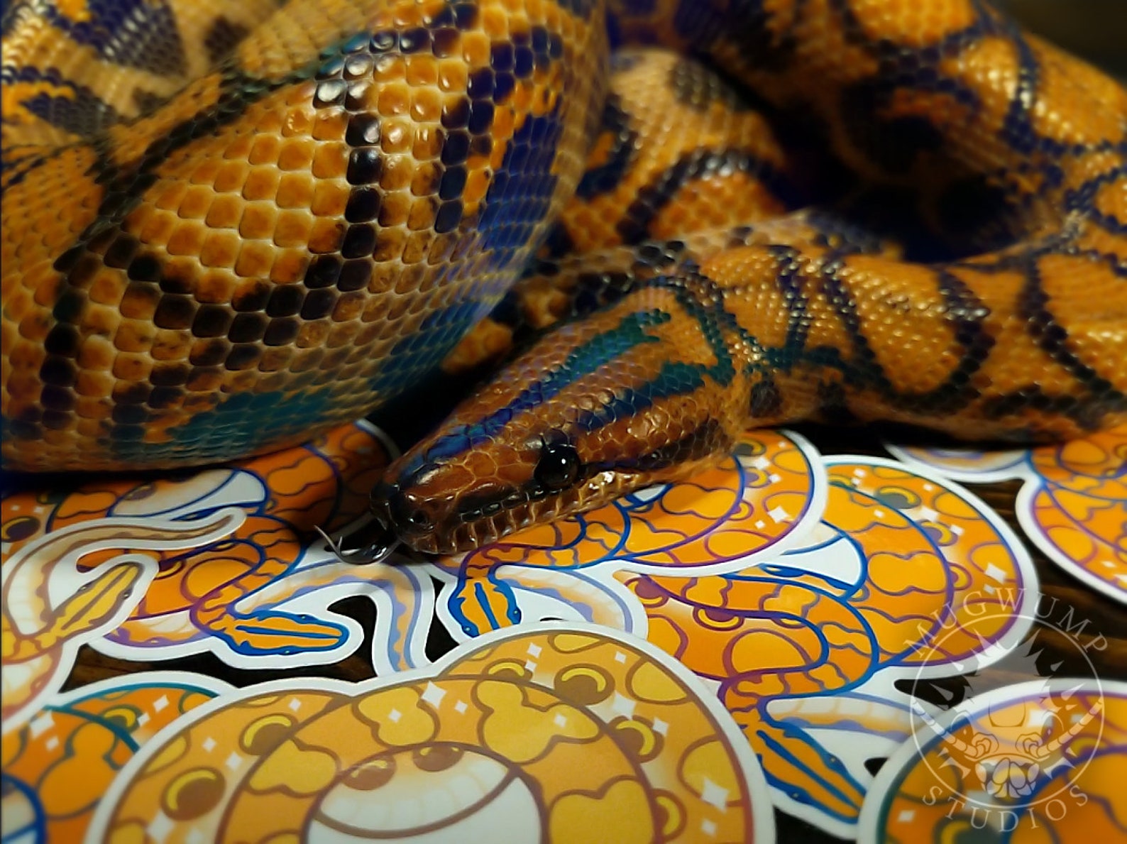 Brazilian Rainbow Boa Morphs Vinyl Stickers Snake Stickers | Etsy