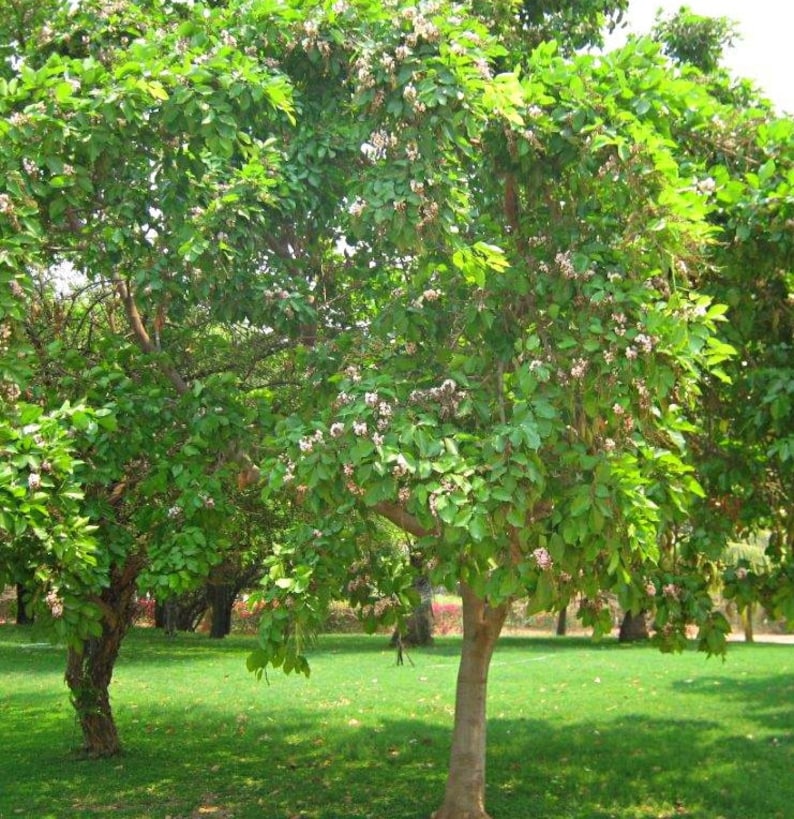 Pongamia Pinnata Millettia Pinnata Pongamia Glabra - Etsy Ireland