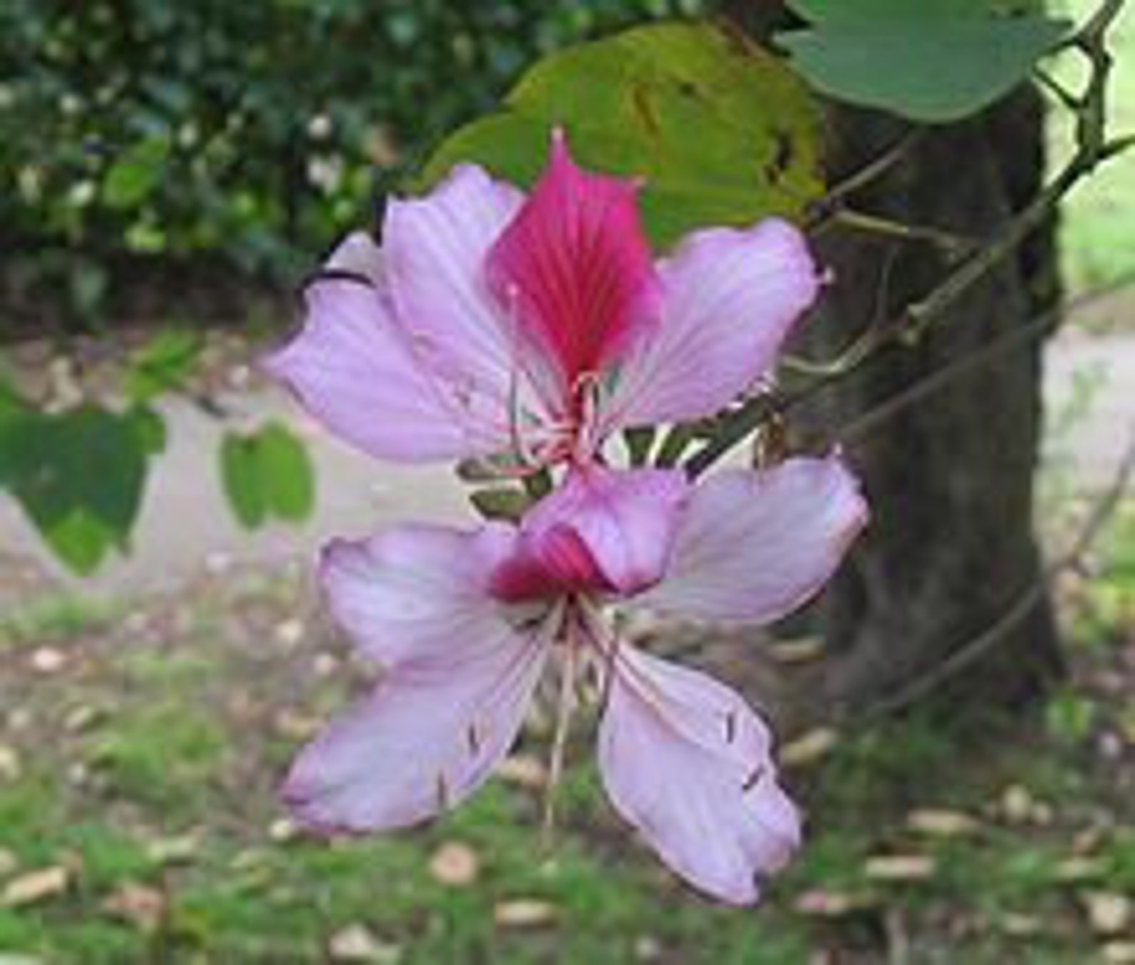 Bauhinia Variegata Orchid Tree Mountain Ebony Buddhist - Etsy UK