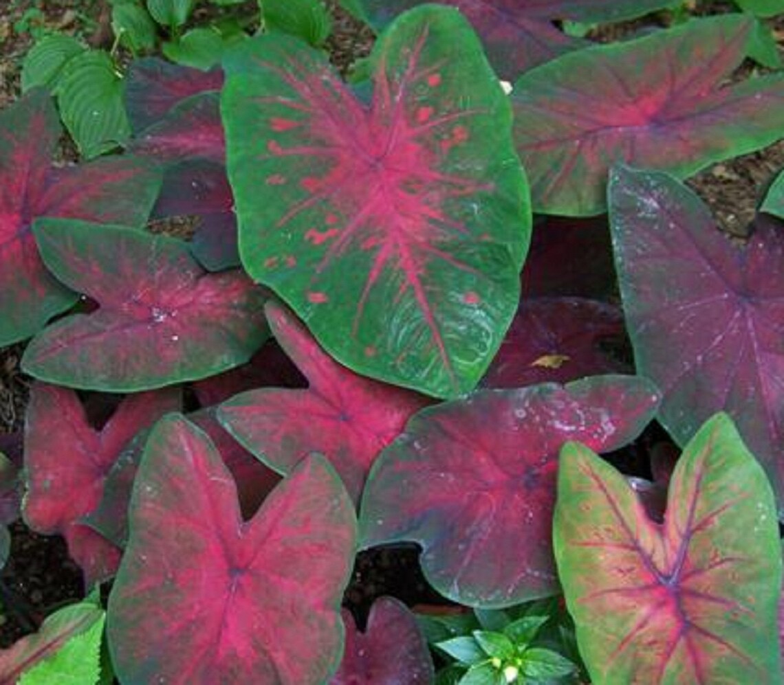 Rare Caladium Postman Joyner Fancy Leaf Caladium | Etsy