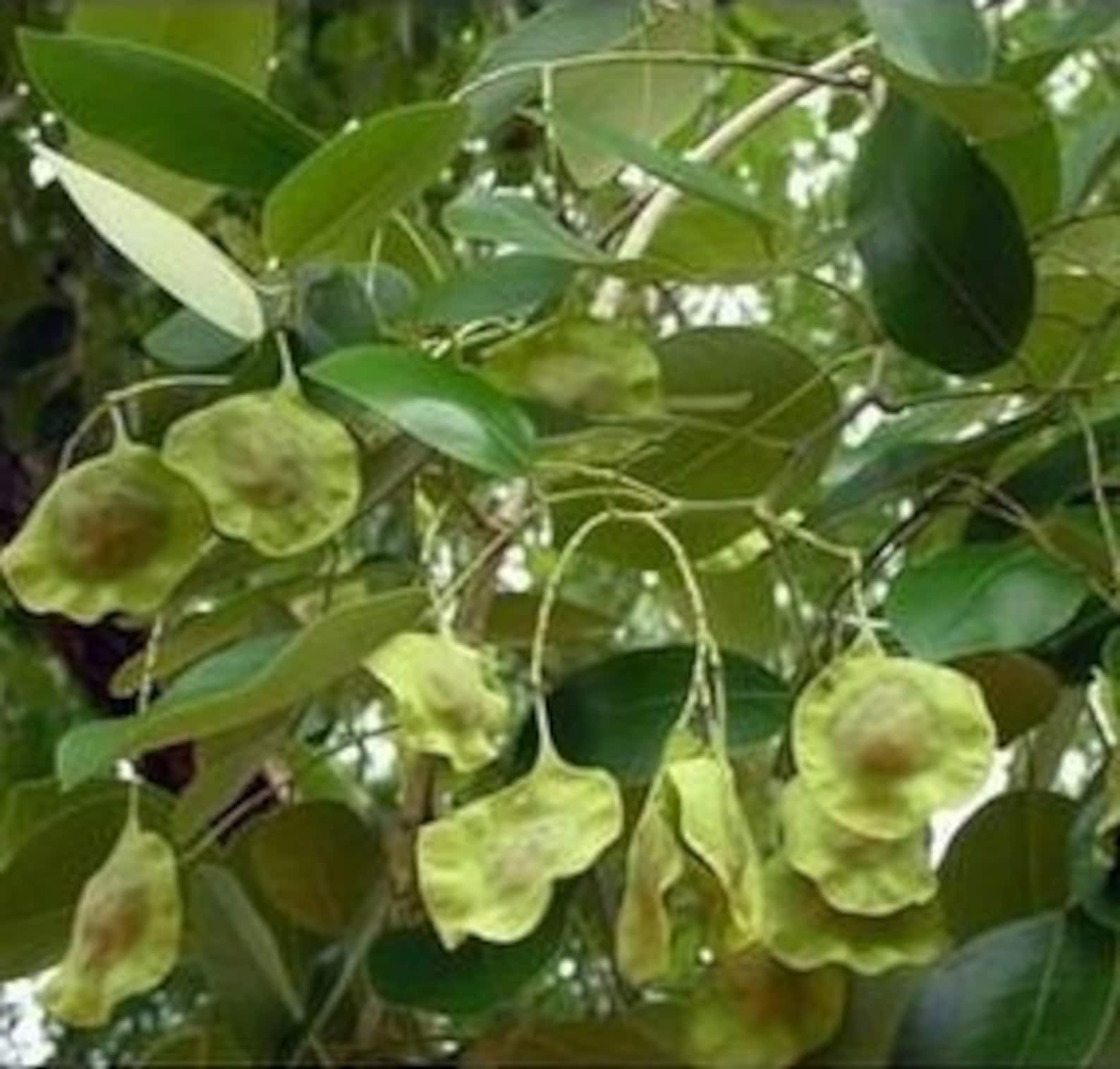 Pterocarpus Marsupium Tree Seed Indian Kino Tree Lingoum | Etsy