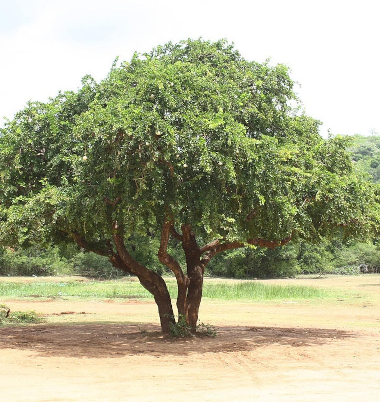 Wood Apple Tree Seed Limonia Acidissima Elephant Apple | Etsy