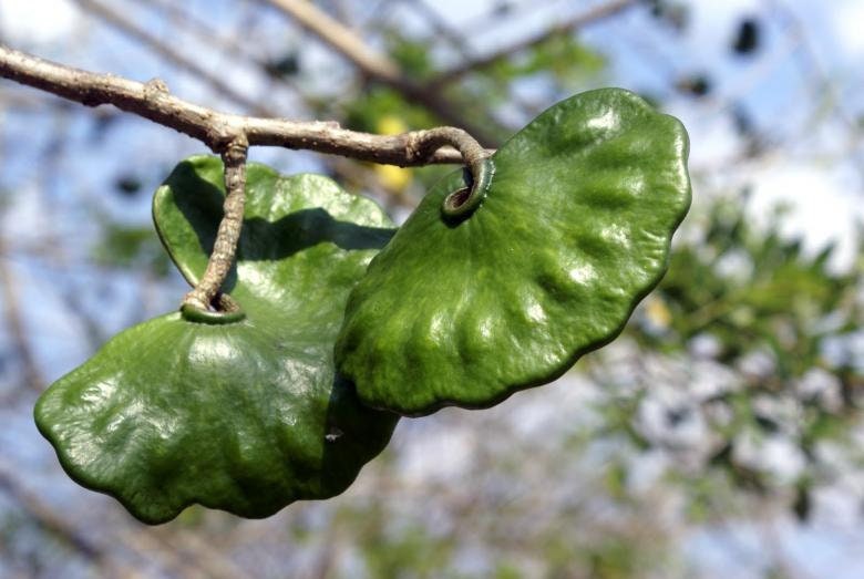 Enterolobium Cyclocarpum Semillas Guanacaste Semillas Caro - Etsy México