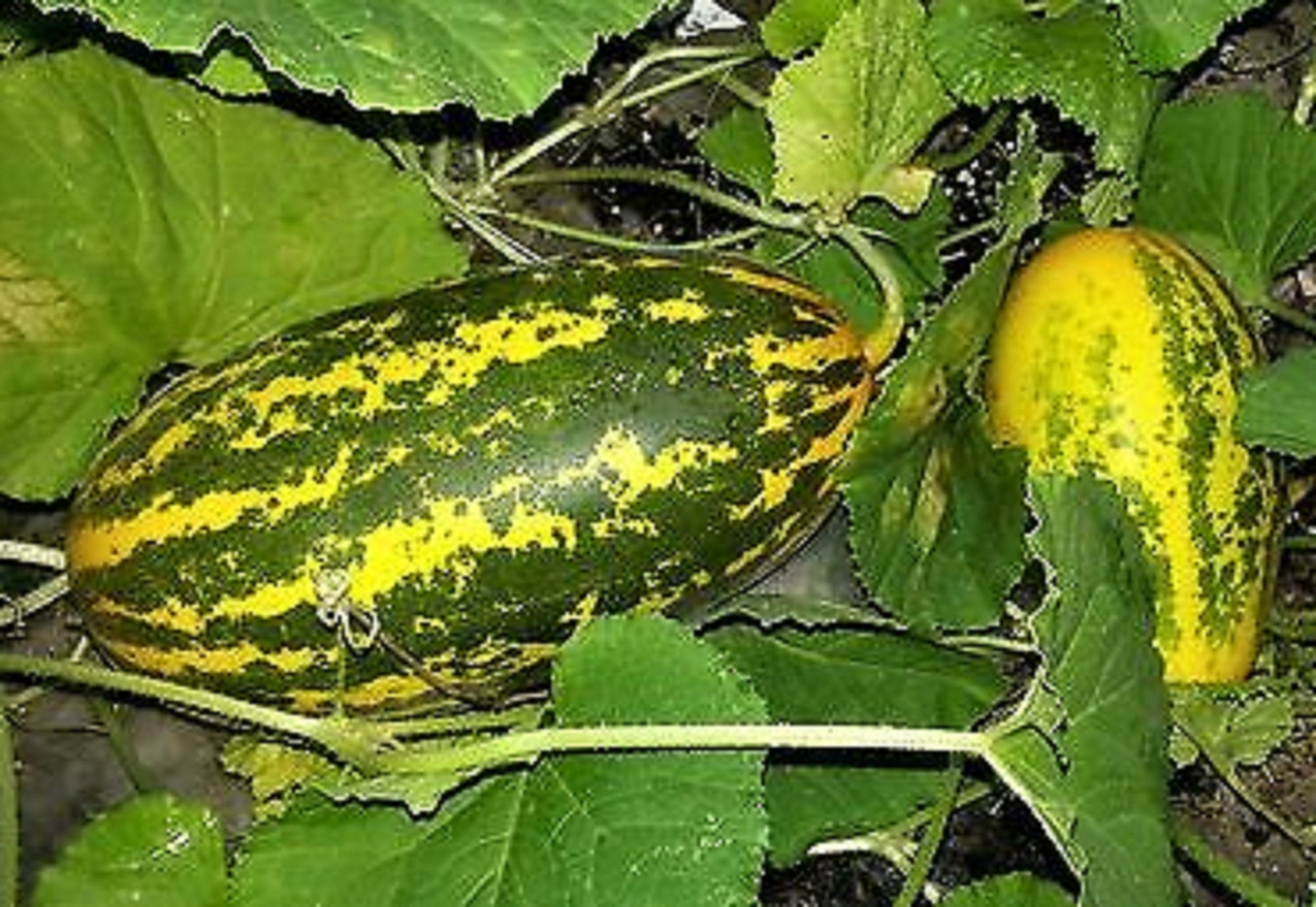 Craft Supplies & Tools Sambar Cucumber Cucurbitaceae Seeds Vellari ...