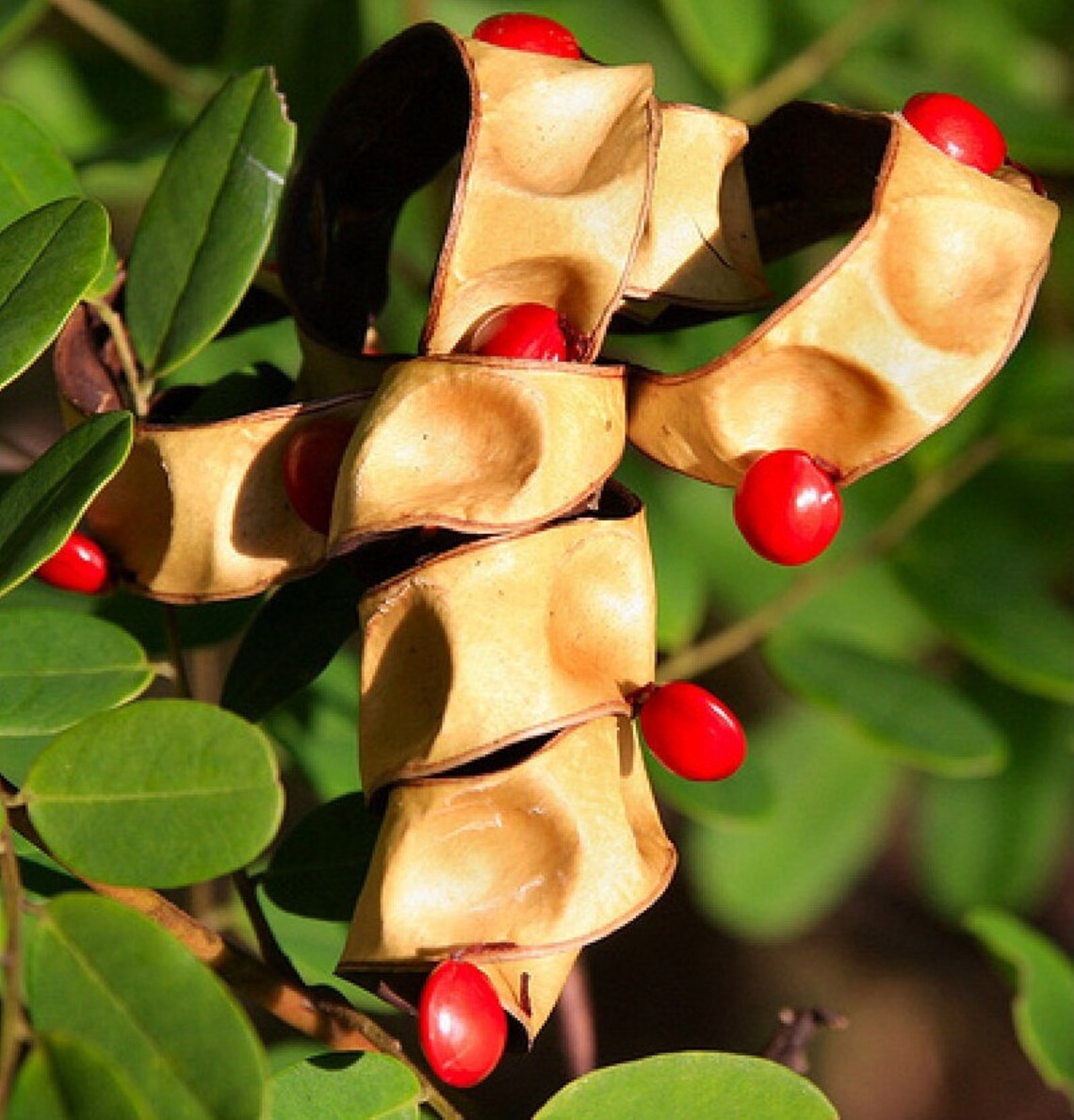 60 Live Seeds of Adenanthera Pavonina Acacia Coral Coral - Etsy