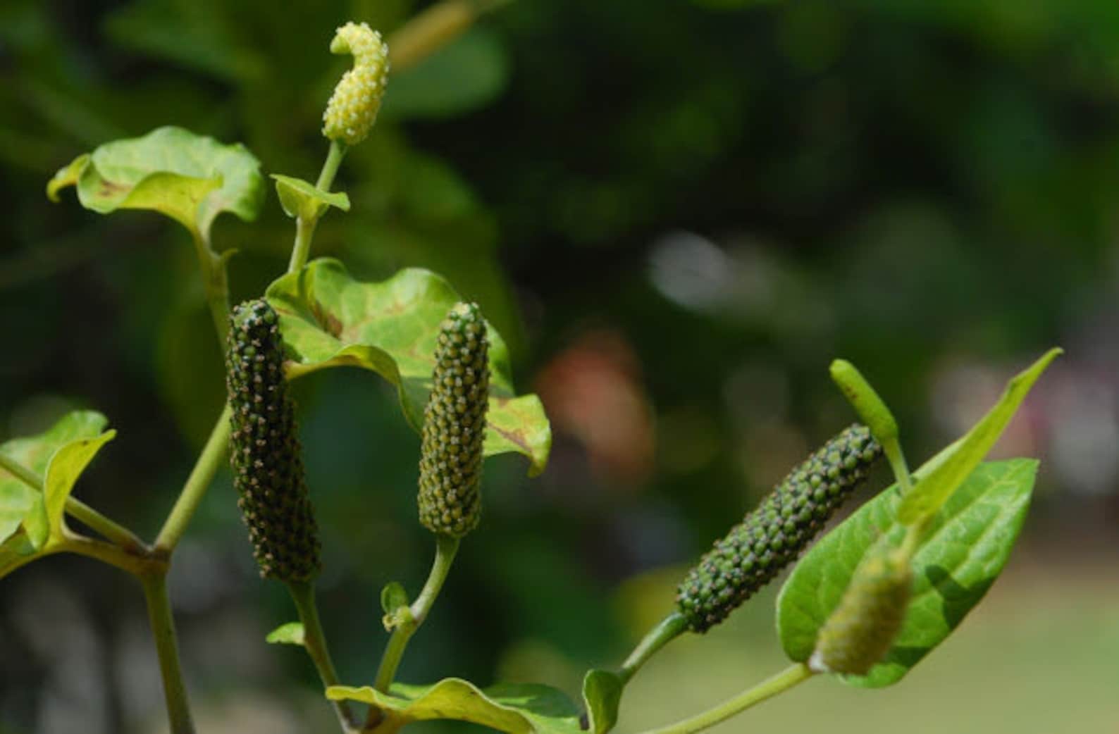 Long Pepper , Piper Longum , Indian Long Pepper , Organic Dry Spicy ...