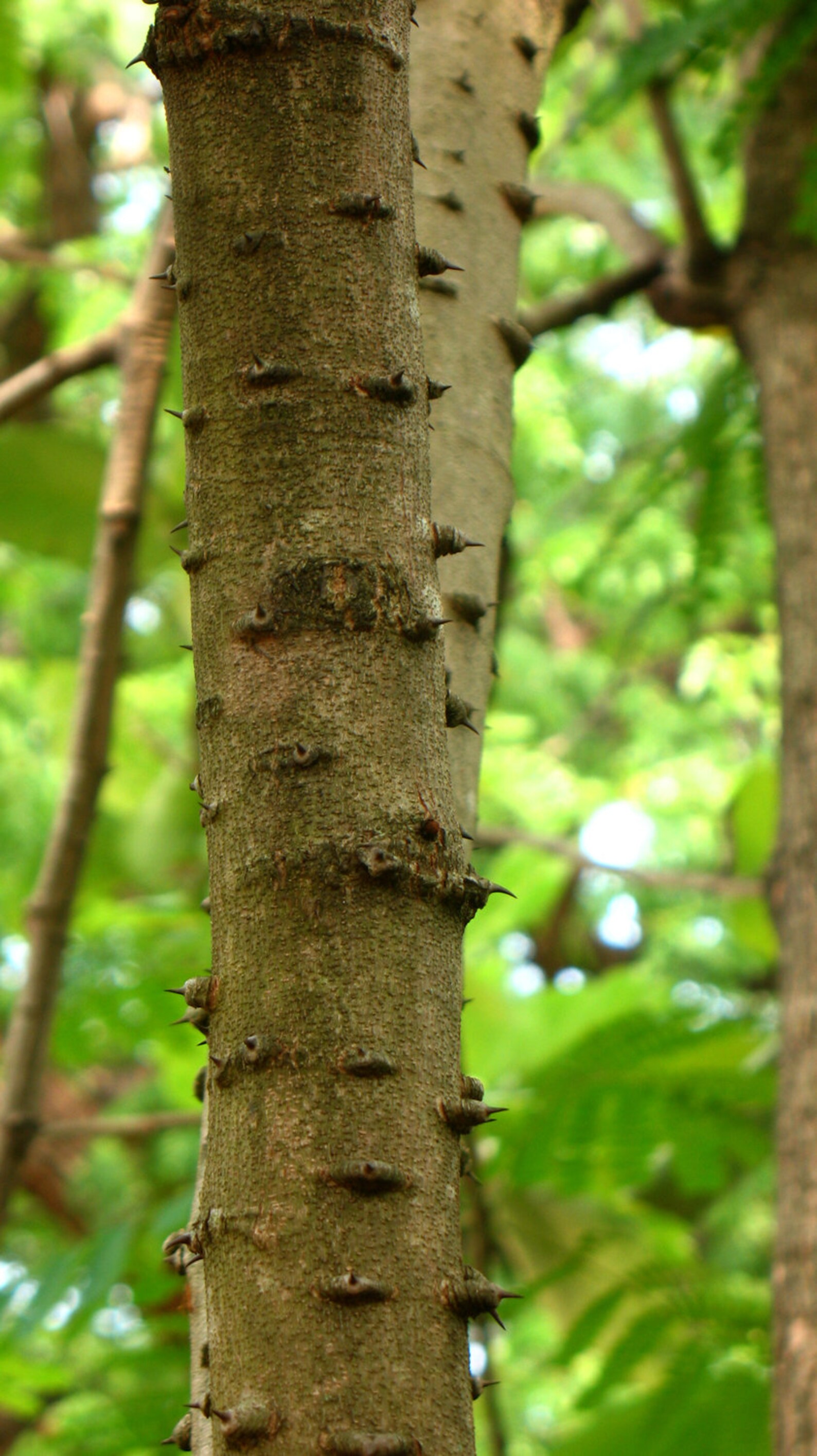Biancaea Sappan Sappan Wood Dried Herb Wood Chips Brezel - Etsy Australia