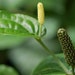 Long Pepper , Piper Longum , Indian Long Pepper , Organic Dry Spicy ...