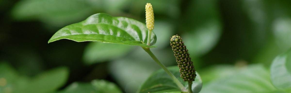 Long Pepper Piper Longum Indian Long Pepper Organic Dry - Etsy
