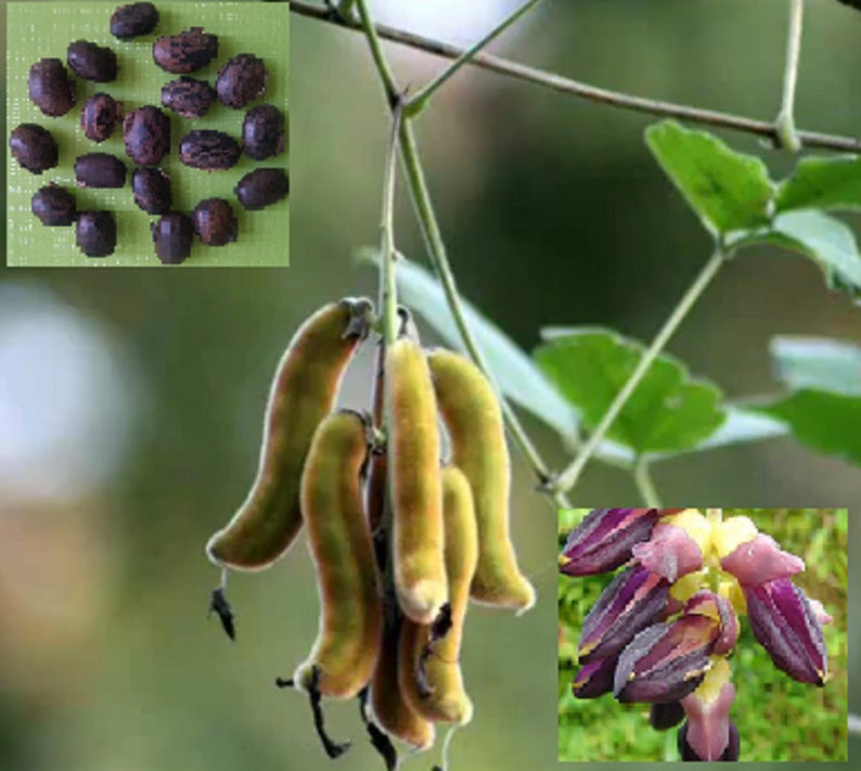Mucuna Pruriens, Velvet Bean, Cowitch Raw Black,florida Velvet Bean ...