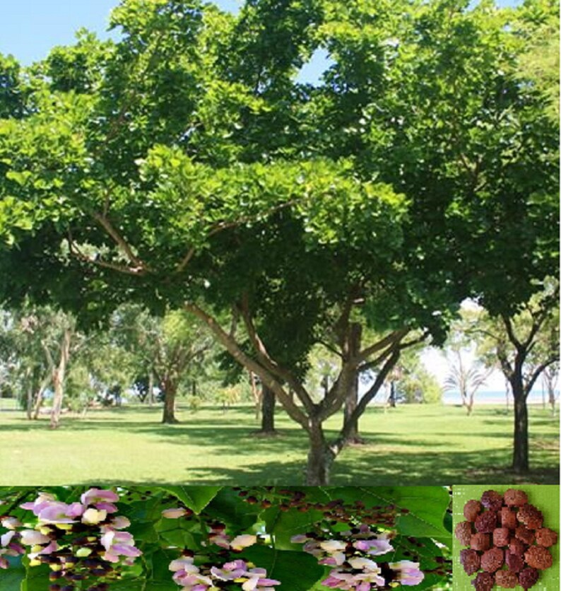 Pongamia Pinnata Millettia Pinnata Pongamia Glabra - Etsy Ireland