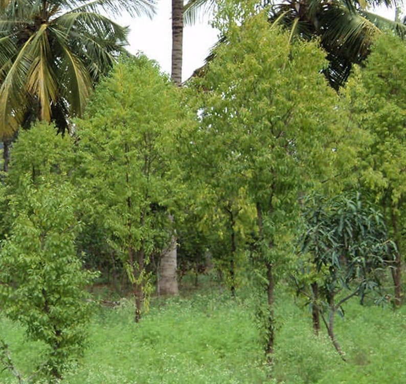 Santalum Album Tree Precious Indian Sandalwood Tree White | Etsy