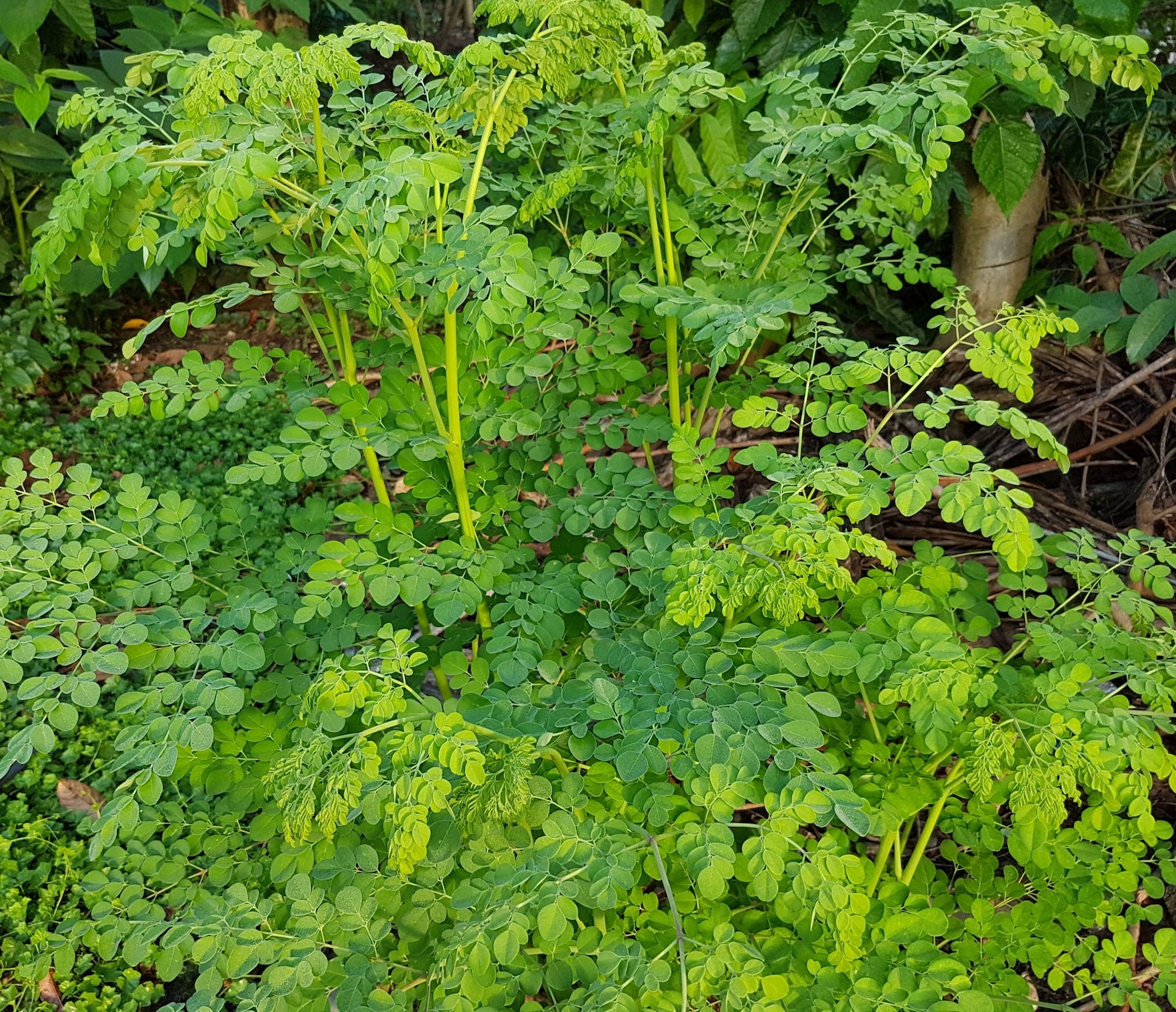 Dwarf High Yield Moringa PKM-1 Hybrid Moringa Oleifera Seeds | Etsy