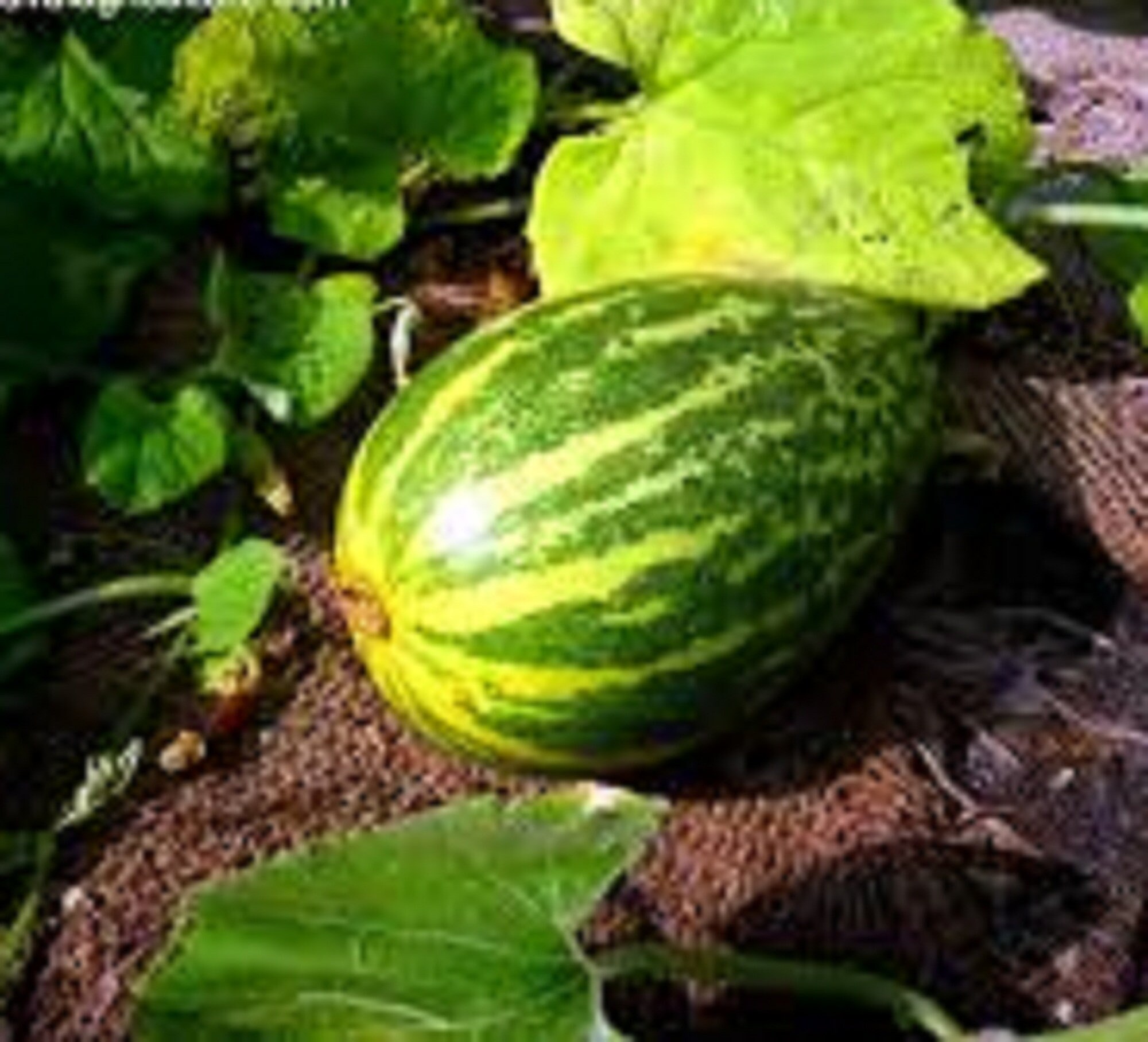 Craft Supplies & Tools Sambar Cucumber Cucurbitaceae Seeds Vellari ...