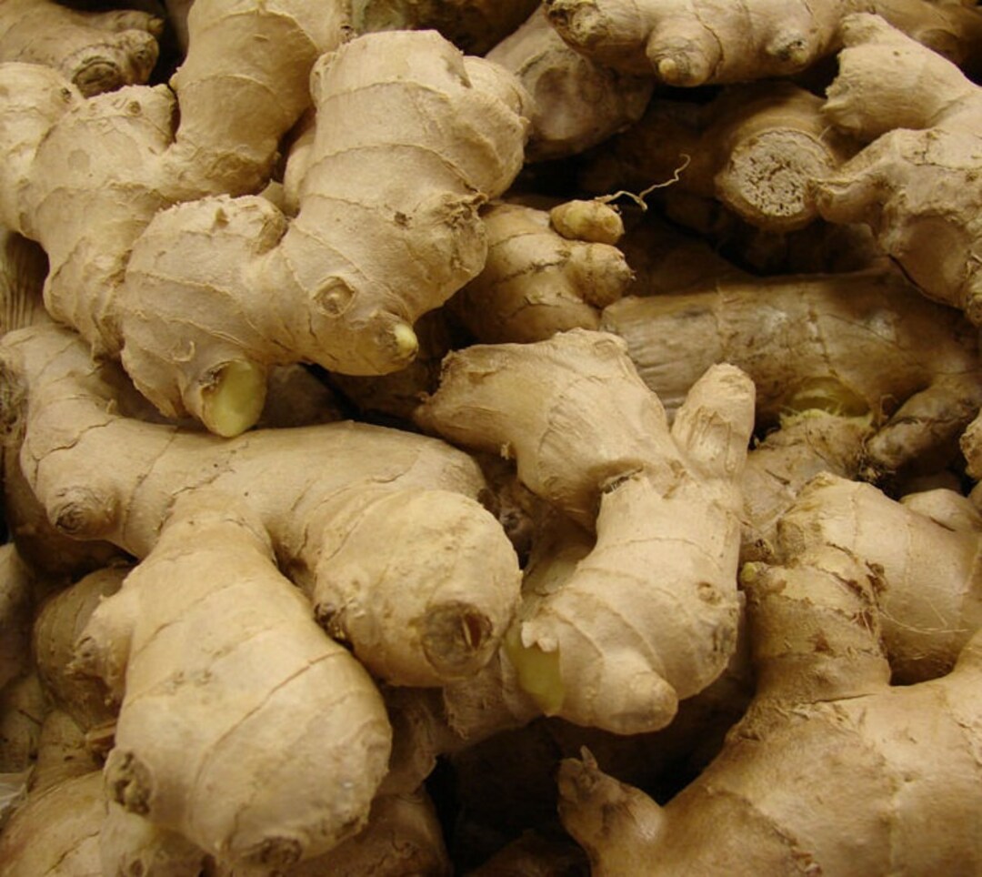 Gingembre rhizomes , Zingiber Officinale rhizomes , gingembre indien ...