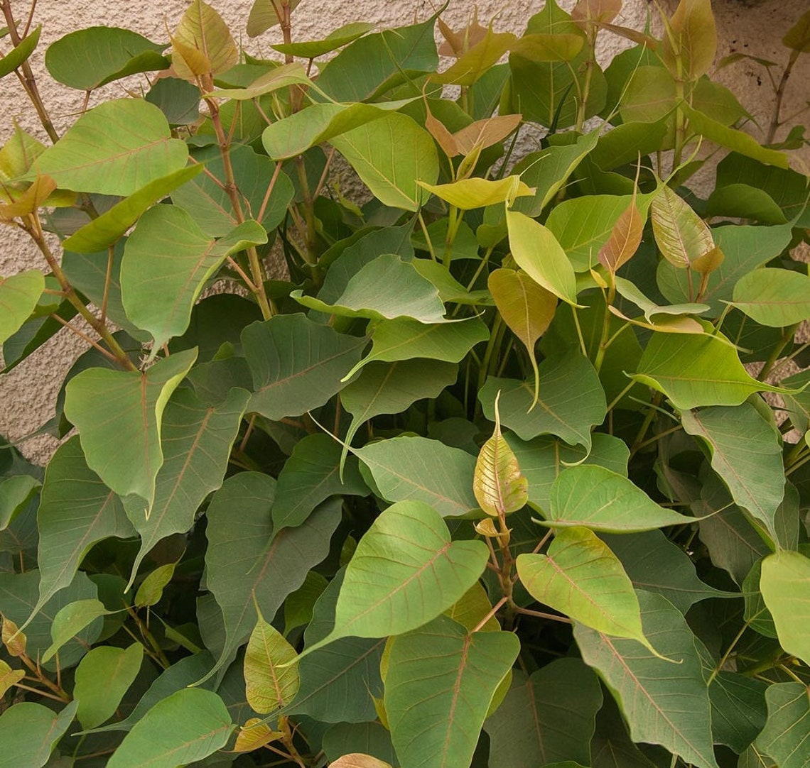 Ficus Religiosa Peepal Tree Bodhi Tree Holy Fig Tree - Etsy Singapore