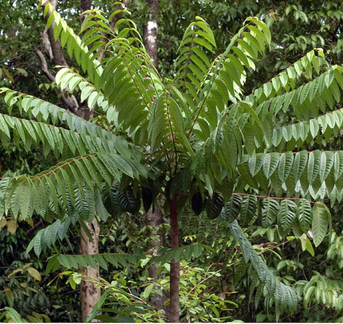 Ailanthus Excelsa Seeds Indian Tree of Heaven Seed | Etsy