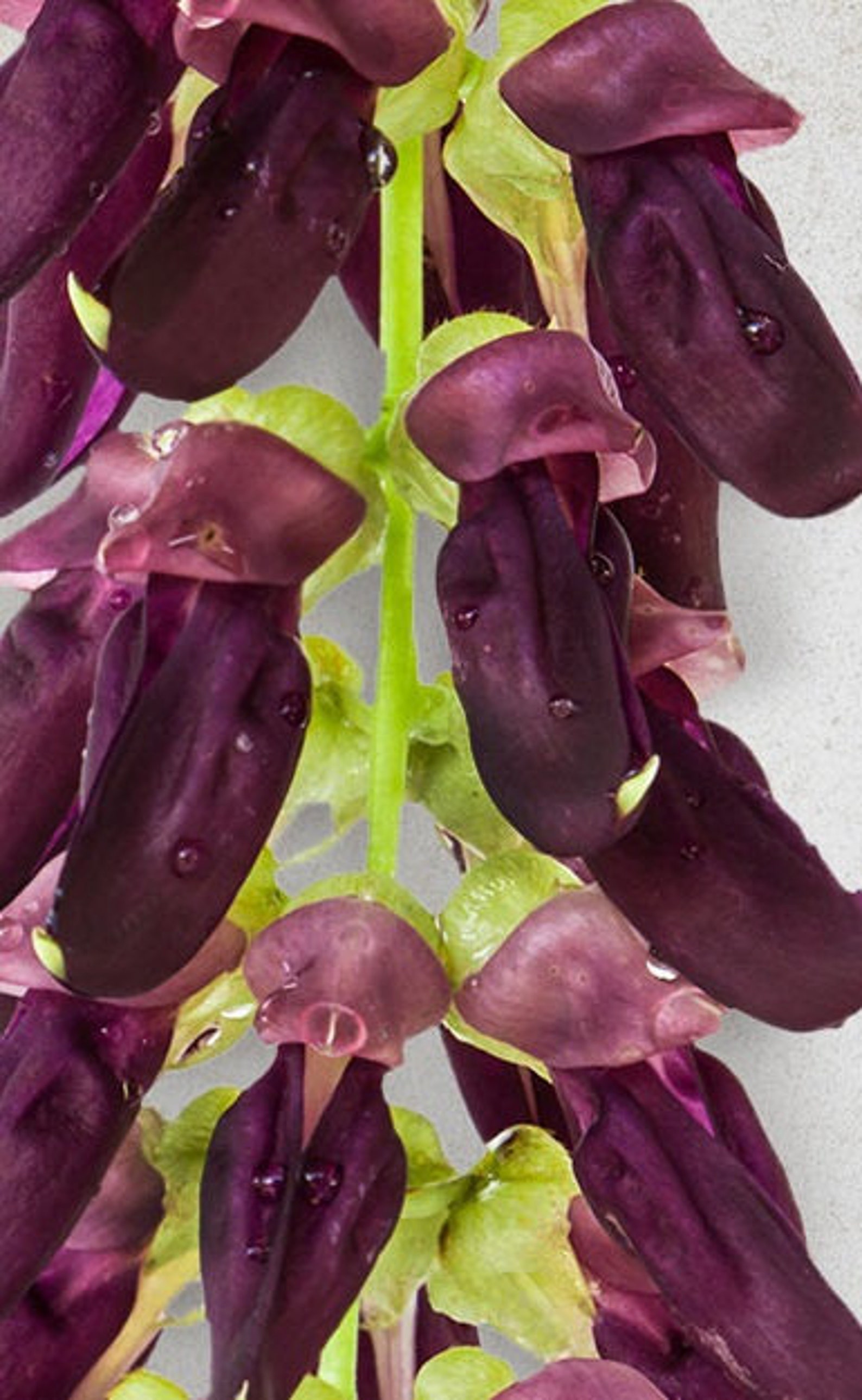 Mucuna Pruriens Velvet Bean Cowitch Raw Blackflorida Velvet - Etsy