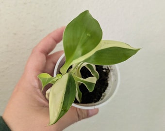 Musa NONO Variegated, Variegated Banana, Exact Plant, MNJ1 - Etsy