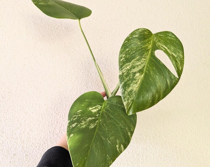 MONSTERA ALBO Variegata "mint"?, Exact Plant - Etsy