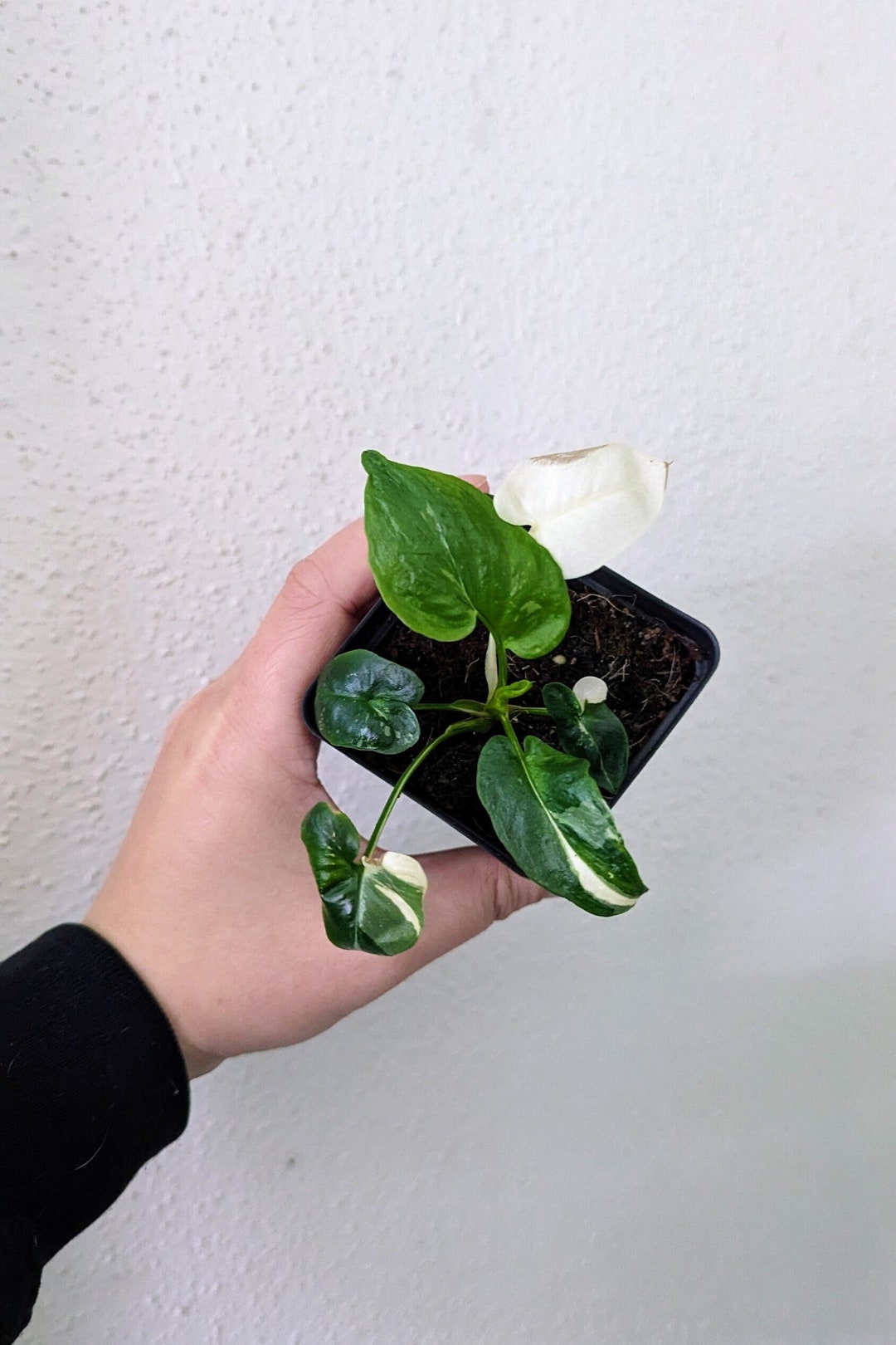 Thaumatophyllum Spruceanum finger Leaf Variegated - Etsy