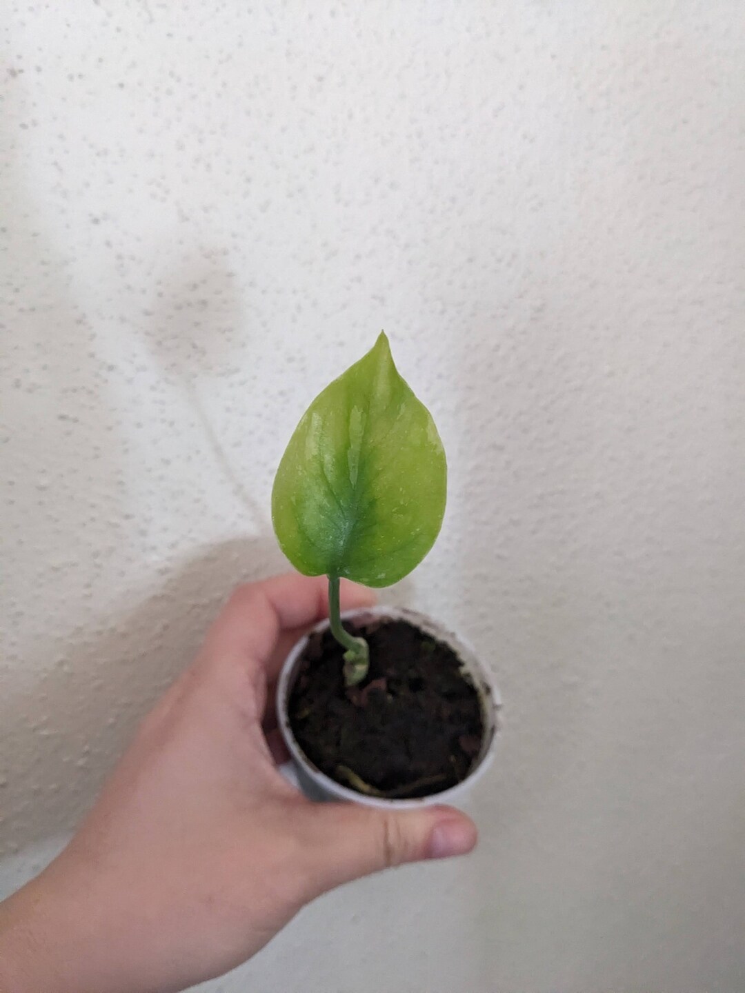 Monstera THAI CONSTELLATION, Node Grown, Exact Plant - Etsy