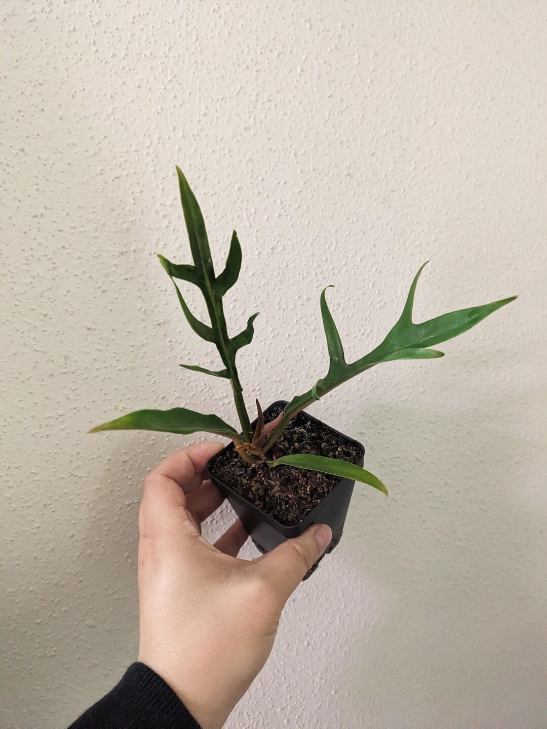 Philodendron TORTUM, Reverted, Exact Plant - Etsy