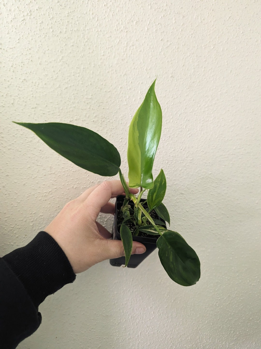 Philodendron FLORIDA BEAUTY, Variegated Plant, Exact Plant - Etsy