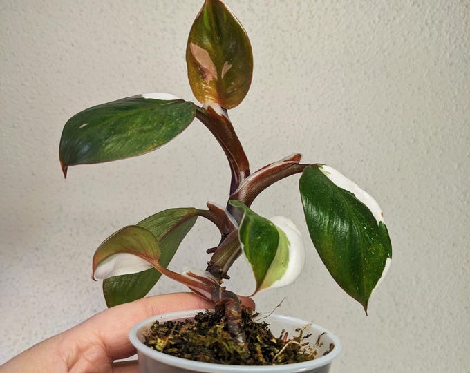 Philodendron WHITE KNIGHT, Variegated, Tri-color, Exact Plant - Etsy