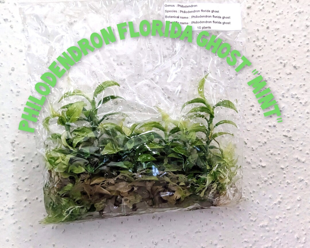 Philodendron FLORIDA GHOST Variegated Plant, Tissue Culture Pouch, 10 ...