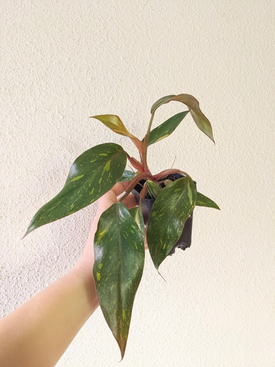 Philodendron ORANGE PRINCESS, Exact Plant, Live Plant - Etsy